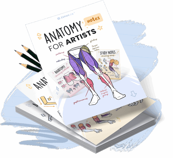 Anatomy For Artists Free Downloadable Drawing Tutorials Zephy