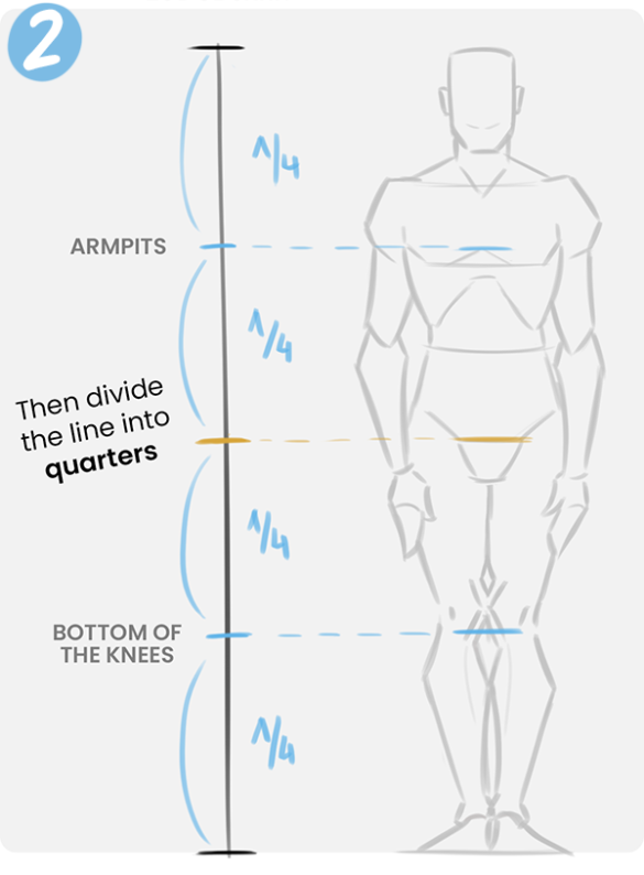 ZEPHY | Drawing the Human Body: Getting Proportions Right