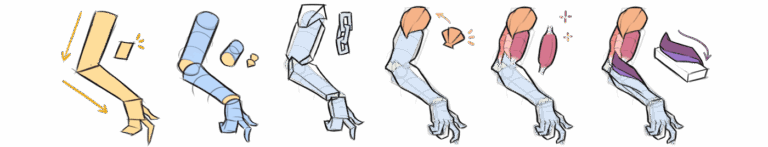 Anatomy for Artists – Free Downloadable Drawing Tutorials - Zephy