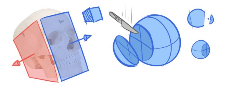 ZEPHY | The Basics of Portrait Drawing : Head Structure