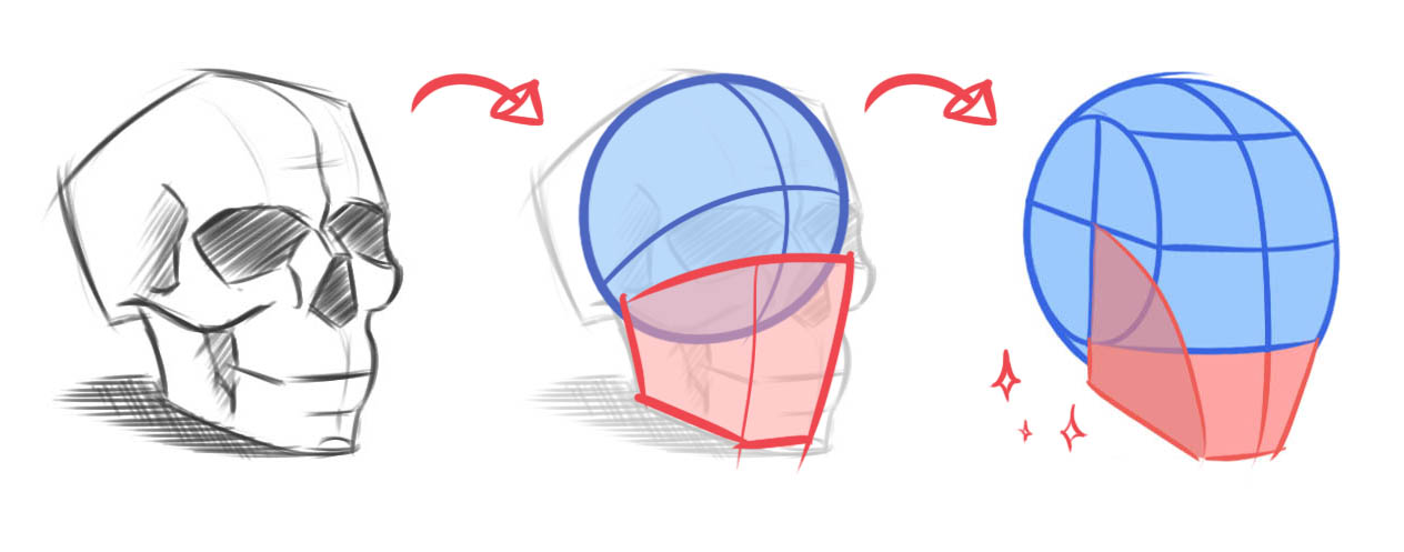 ZEPHY | The Basics of Portrait Drawing : Head Structure